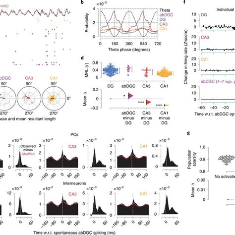 Adult Born Hippocampal Neurons Are Coupled To Temporal Network Dynamics Download Scientific