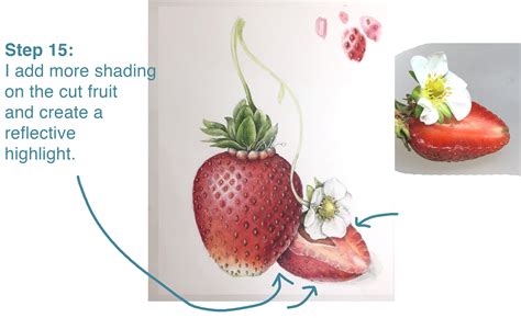 Strawberry Illustrations Step By Step Draw Botanical LLC