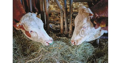 Ако сте имали абортирала крава търсете причината Български Фермер