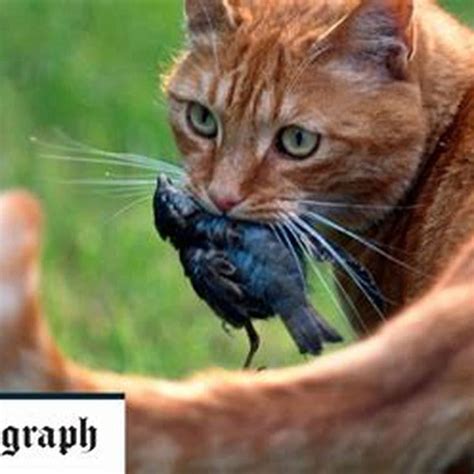 Should I Stop My Cat From Killing Birds Diy Seattle