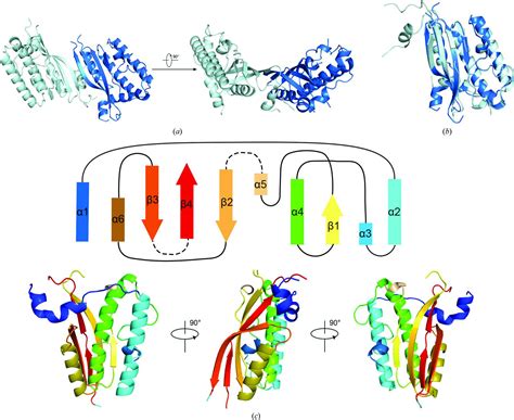 Iucr Crystal Structure Of Monomeric Amuc From Akkermansia