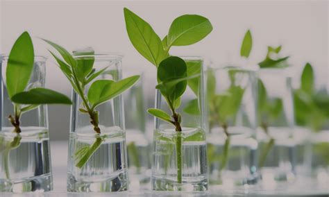 Holistic Approach Sensan Biosciences