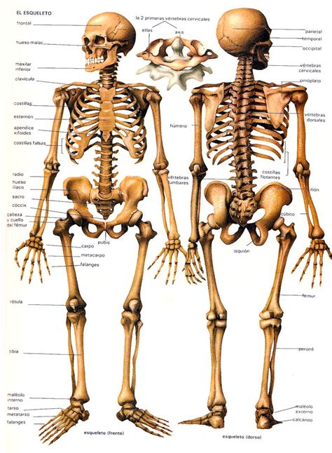 ¿de Cuántos Huesos Consta El Cuerpo Humano Blogodisea