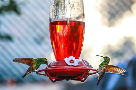 How To Feed Hummingbirds In Cold Weather Heated Hummingbird Feeder