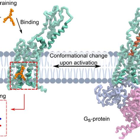 Schematic Representation Of A Gpcr Pdb Ids 5xez And 6lmk In Inactive