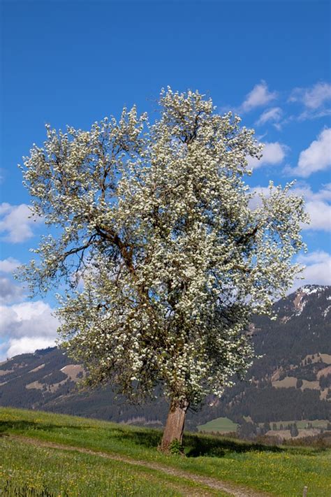 树 鲜花 小路 Pixabay上的免费照片 Pixabay