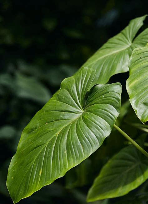 Groundtruth Purpose · Groundtruth Global Ltd