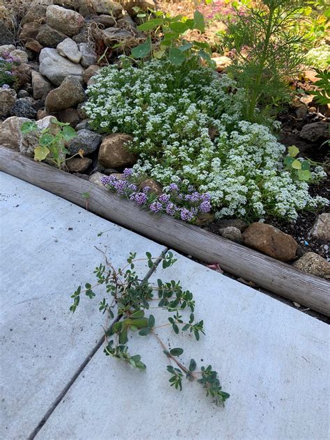 Weeding As Sex Make Love To The Earth By Jenine Jeni Baines