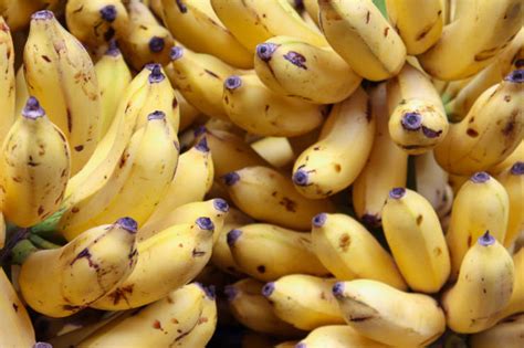 How To Grow A Banana Tree From Seed Best Tips And Tricks