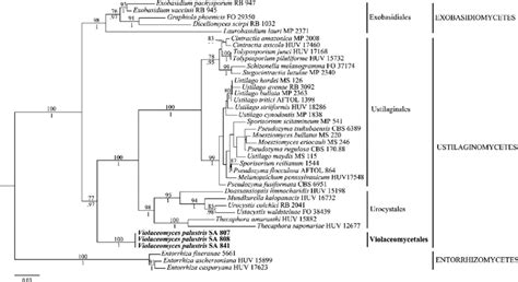 Phylogram Inferred From Bayesian And Maximum Likelihood Analyses Of A