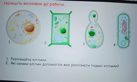1 Розпізнайте клітини 2 Які ознаки клітини допомогли вам розпізнати подані клітини Школьные