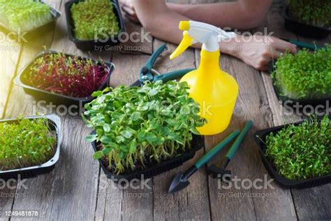 다른 새싹 작은 정원 도구 분무기와 배경에 여성의 손으로 성장 마이크로 그린 가정 생활에 대한 스톡 사진 및 기타 이미지 가정 생활 건강한 생활방식 건강한 식생활