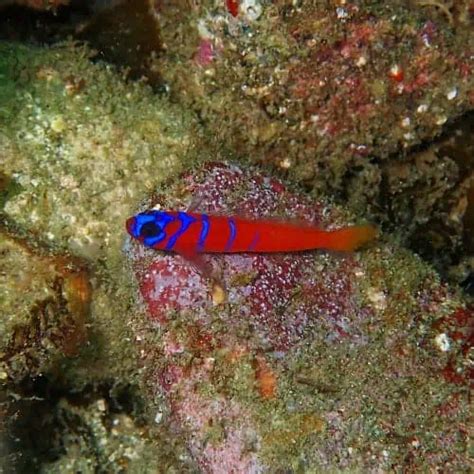 10 Fish That Can Change Their Sex Surprising Facts Pond Informer