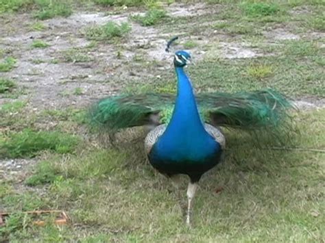 10 Peacock Scream Stock Videos And Royalty Free Footage Istock