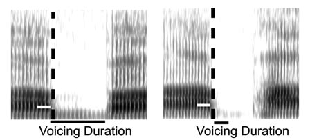 Left A Spectrogram Of A Voiced English Stop With An Offset F1