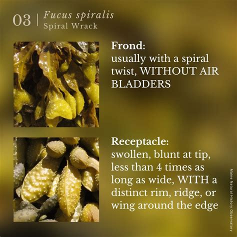 Fucus Spiralis Fucus Visiculosus And Fucus Distichus Ssp Edentatus