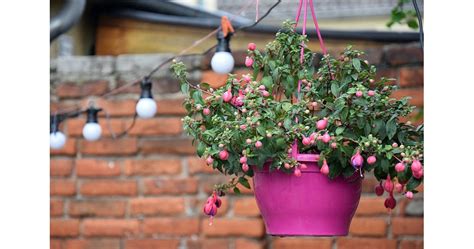 Топ 3 цветя за разкошни каскади Български Фермер