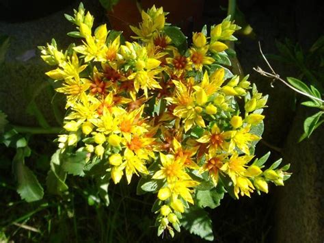 Aizoon Stonecrop Euphorbioides Sedum Aizoon Euphorbioides