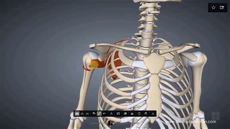 M Subscapularis Youtube