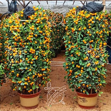 Pohon Jeruk Kimkit Ukuran Xl Pasar Bunga Jakarta