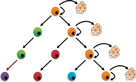 4 Representation Of The Hierarchical Model Modifi Ed From Vescovi Et Download Scientific