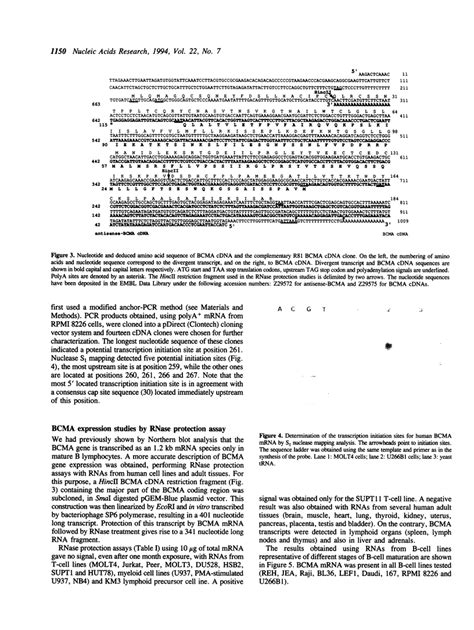 The Bcma Gene Preferentially Expressed During B Lymphoid Maturation Is Bidirectionally