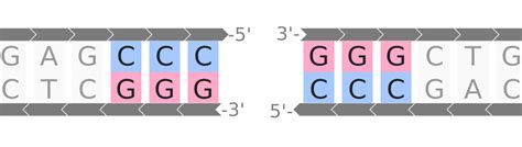Restriction Enzymes Science Primer