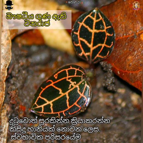 🔴 වනරාජ ශාකය🔴 ශ්‍රී ලංකාව හෙළයා විශ්වීය ජීවය රකින්නෝ