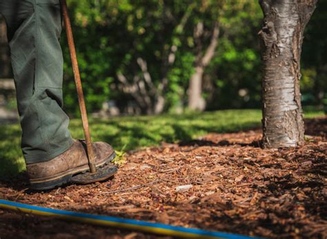 How And When To Fertilize Trees And Shrubs