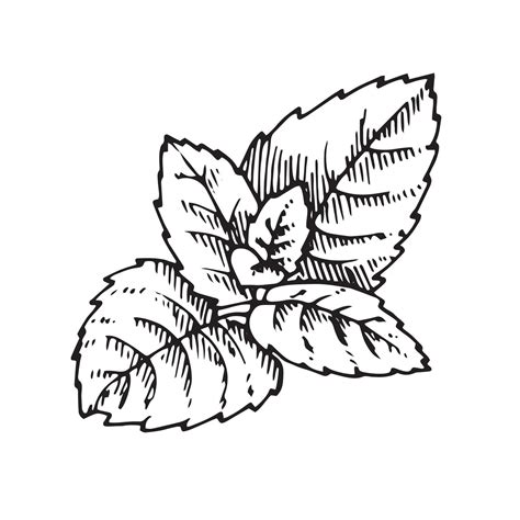 Mint Leaf Vector Illustration Hand Drawn Graphic Clipart Of Spearmint