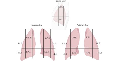 Schematic Representation Of The 12 Lung Areas Investigated By Lung Download Scientific Diagram