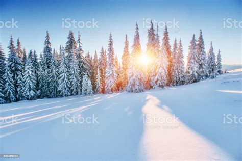 환상적인 겨울 풍경입니다 서리가 하루 산에서 마술 일몰입니다 에 휴일의 이브 극적인 장면입니다 카 르 파티 아 우크라이나 유럽입니다 새해 복 많이 받으세요 가리기에 대한