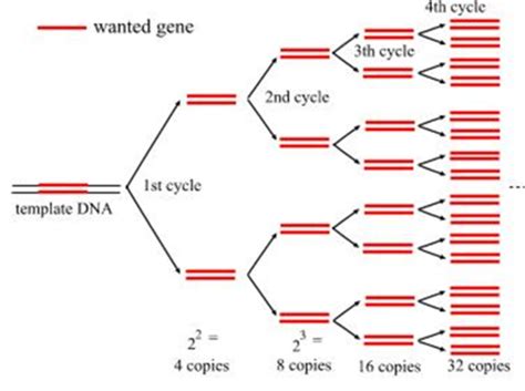 Bio Exam Flashcards Quizlet