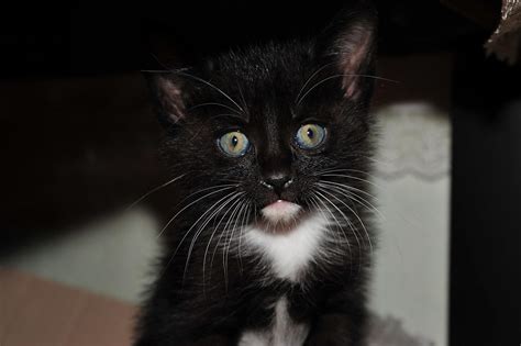 60 000 무료 Short Leg Cat And Cat 이미지 Pixabay