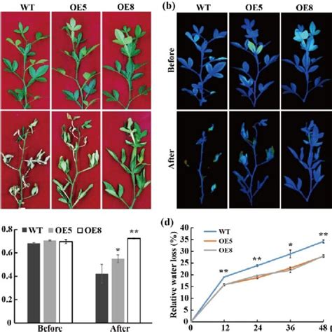 Dehydration Tolerance Assays Of Transgenic Trifoliate Orange Plants Download Scientific Diagram