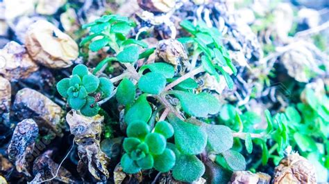 Green Flowers And Trees Close Up Close Up Powerpoint Background For