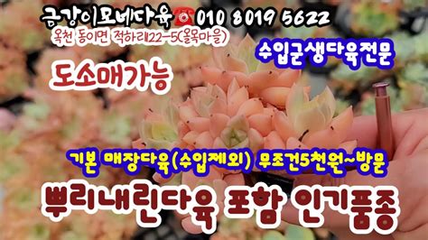 금강이모네다육 뿌리내린 수입군생포함 인기품종 핑크여왕철화 핑크여왕산반금 후레뉴 헤라 에프터글로우 우화석등 기존매장다육은 무조건5천방문 Youtube