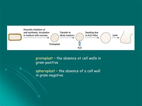 Ppt Prokaryote Cell Structure And Function Powerpoint Presentation Free Download Id 254583