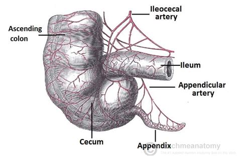 Terminal Ileum Cecum
