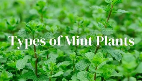 31 Types Of Radishes To Grow Herbvity