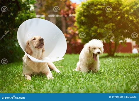 Two Sick Dogs On Grass Stock Image Image Of Garden 117815505
