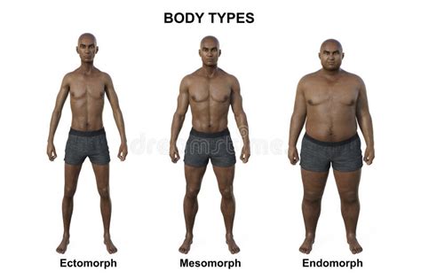 A 3d Illustration Of A Male Body Showcasing Three Different Body Types