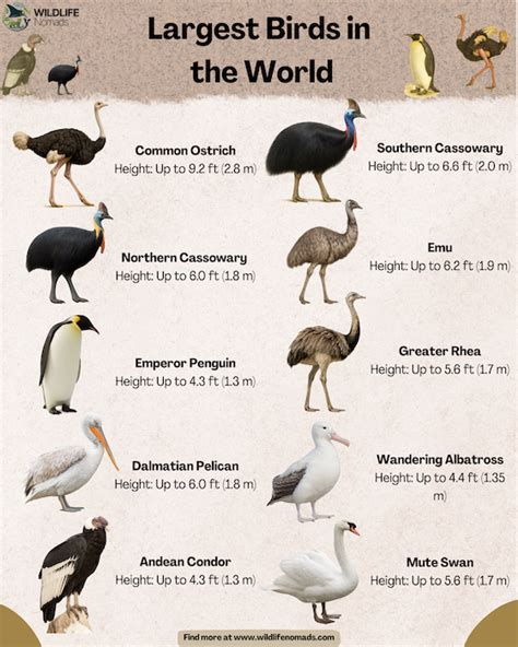 The Top 10 Big Birds Exploring Largest Winged Creatures