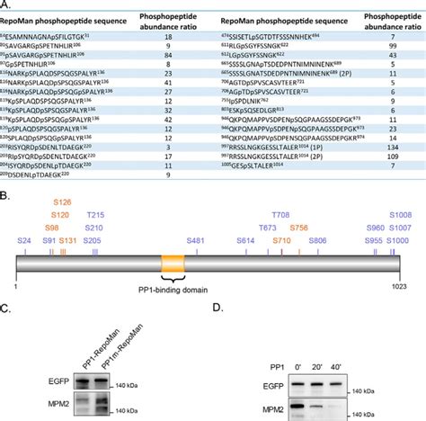 A Substrate Trapping Strategy For Protein Phosphatase Pp1 Holoenzymes