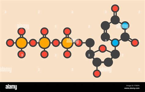 Deoxycytidine Triphosphate Dctp Nucleotide Molecule Dna Building Block Stylized Skeletal