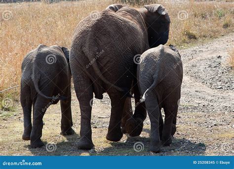 Twin Elephants Stock Image Image Of African Mammals 25208345