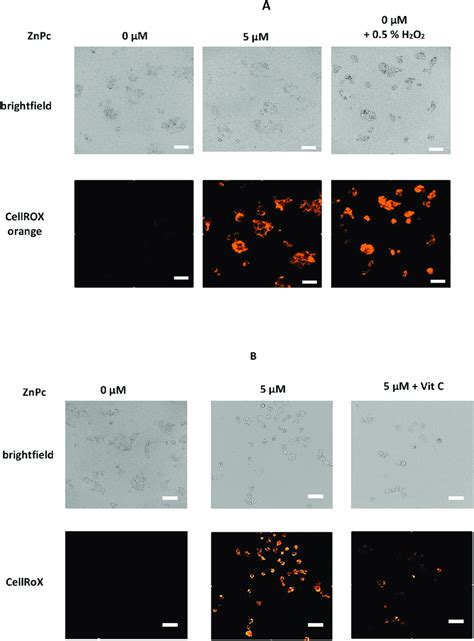 Ros Induction In Hep G2 Cells A 2 H Post Znpc Pdt And B 24 H Post