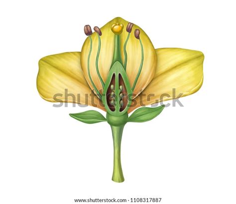 Cross Section Diagram Showing Different Parts Stock Illustration 1108317887 Shutterstock