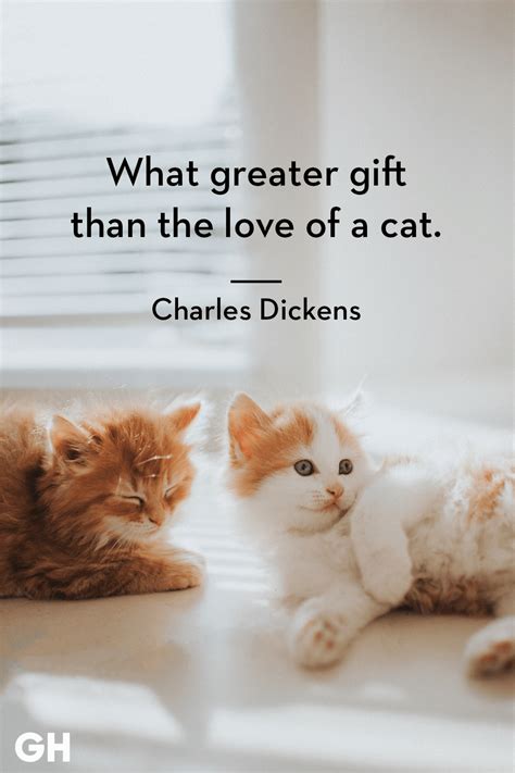 25 Best Cat Quotes That Perfectly Describe Your Kitten Funny And Cute Cat Quotes