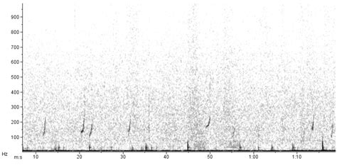 15 Example Spectrogram Of North Atlantic Right Whale Calls